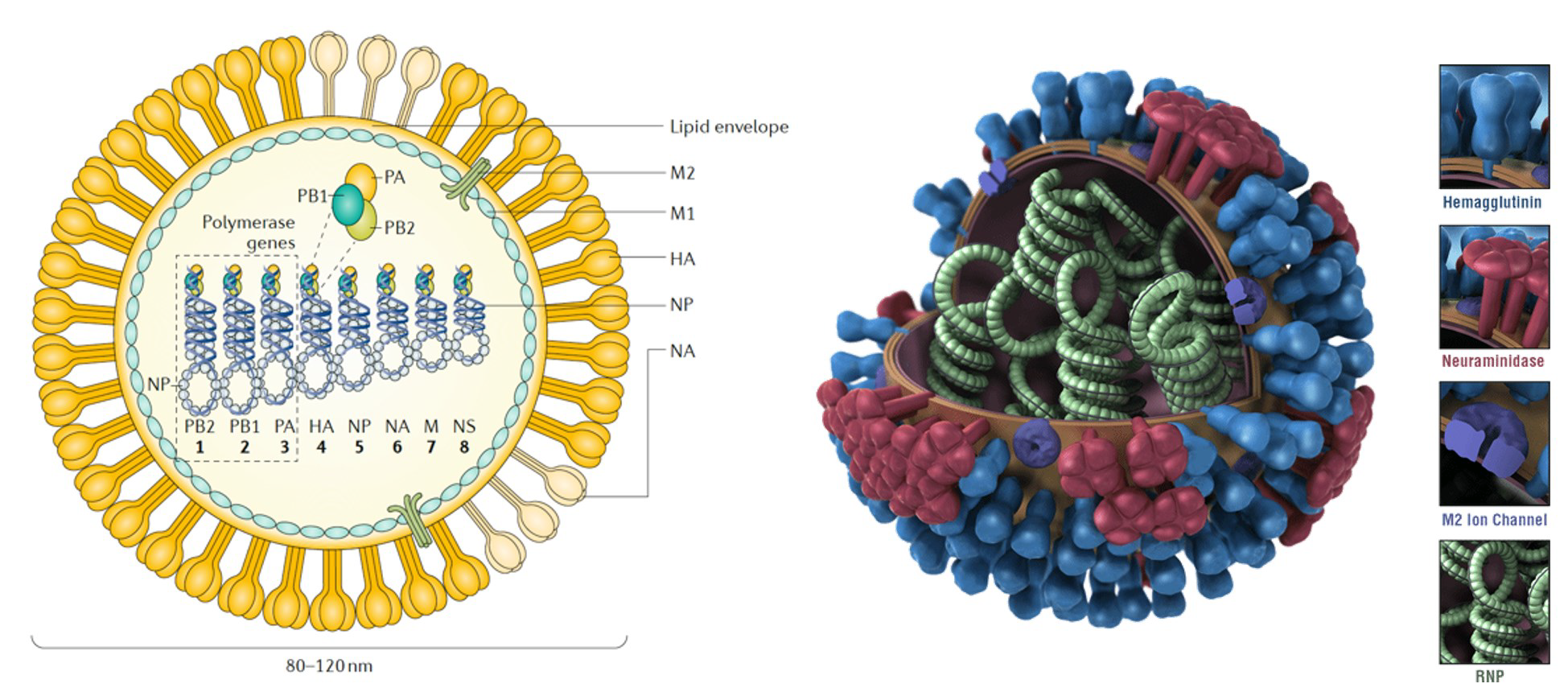 AVIAN INFLUENZA:DO WE NEED TO WORRY ABOUT THE LATEST BIRD FLU OUTBREAKS ...